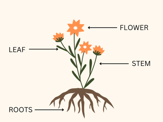 GUEST POST: How and Why Teachers Should Use Graphic Organizers in the ...